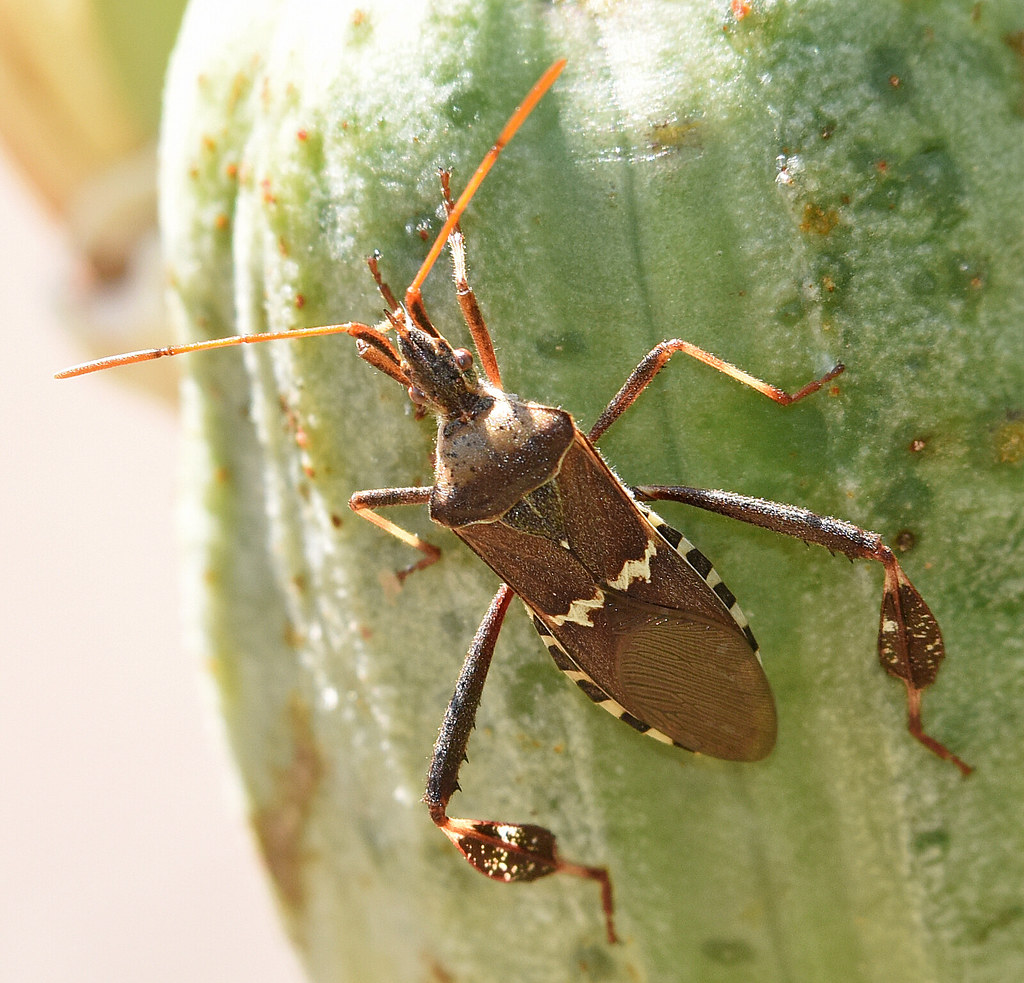 Western Leaf Footed Bug Leptoglossus Clypealis Boulder Flickr 1802