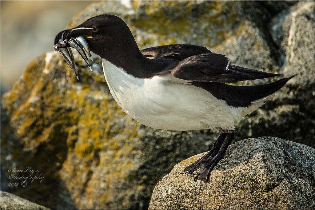 Razorbill with a Fresh Catch on Machias Seal Island’s Rugged Granite Ledge
