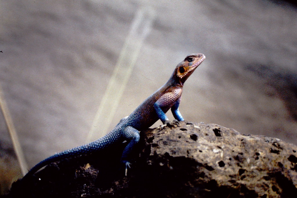 Agama mwanzae Mwanza Flat-headed Rock Agama aka Spiderman … | Flickr