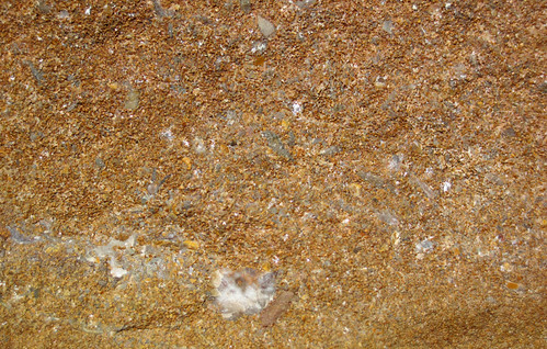 Oolitic ironstone (Brassfield Formation, Lower Silurian; O… | Flickr