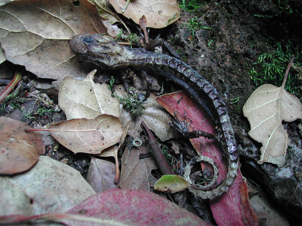 Found near Founders' Rock - UC Berkeley | File Name :DSCN932… | Flickr