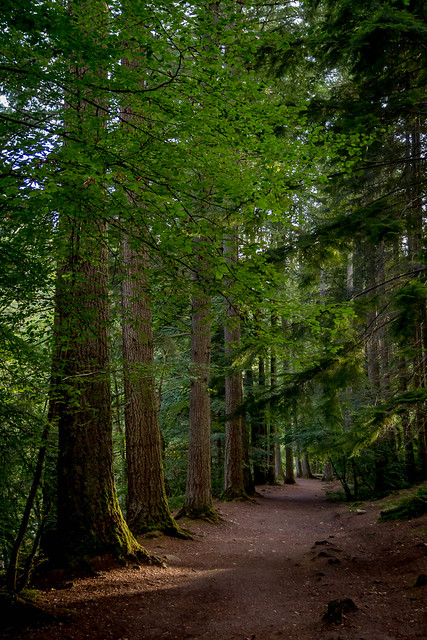 Forest path through Dunkeld Hermitage with tall moss-covered trunks and a green canopy, sunlight filtering onto the dirt trail.