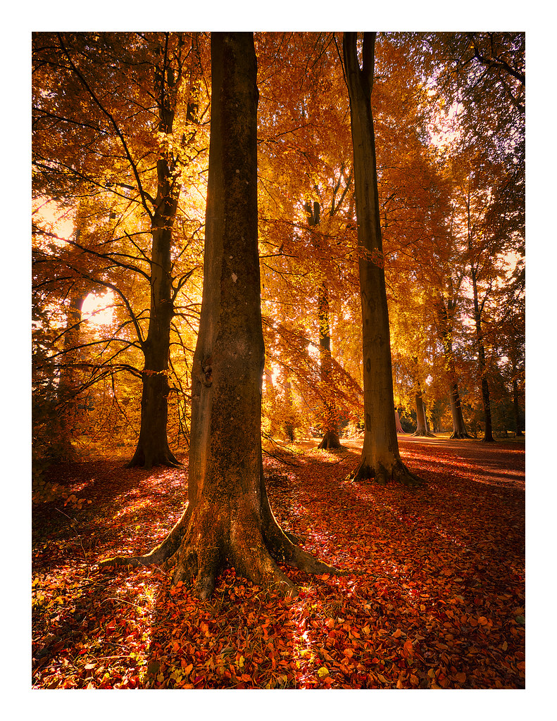 Autumnal Light Through Tree Trunks at Westonbirt Arboretum