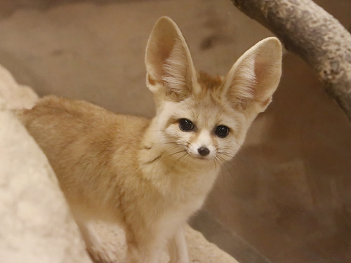 A Curious Fennec Fox This Little One Sure Was Agitated By Flickr