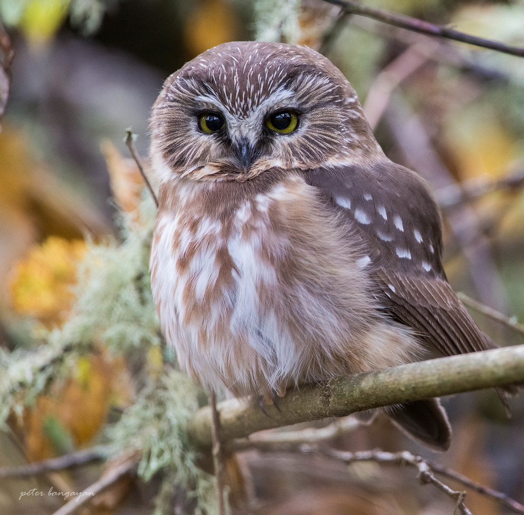 Owly Things