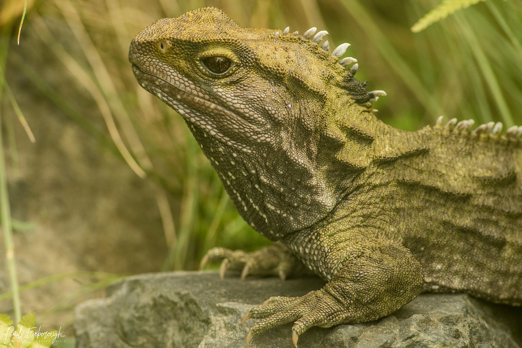 Our true Fossil Tuatara | Tuatara are reptiles endemic to Ne… | Flickr