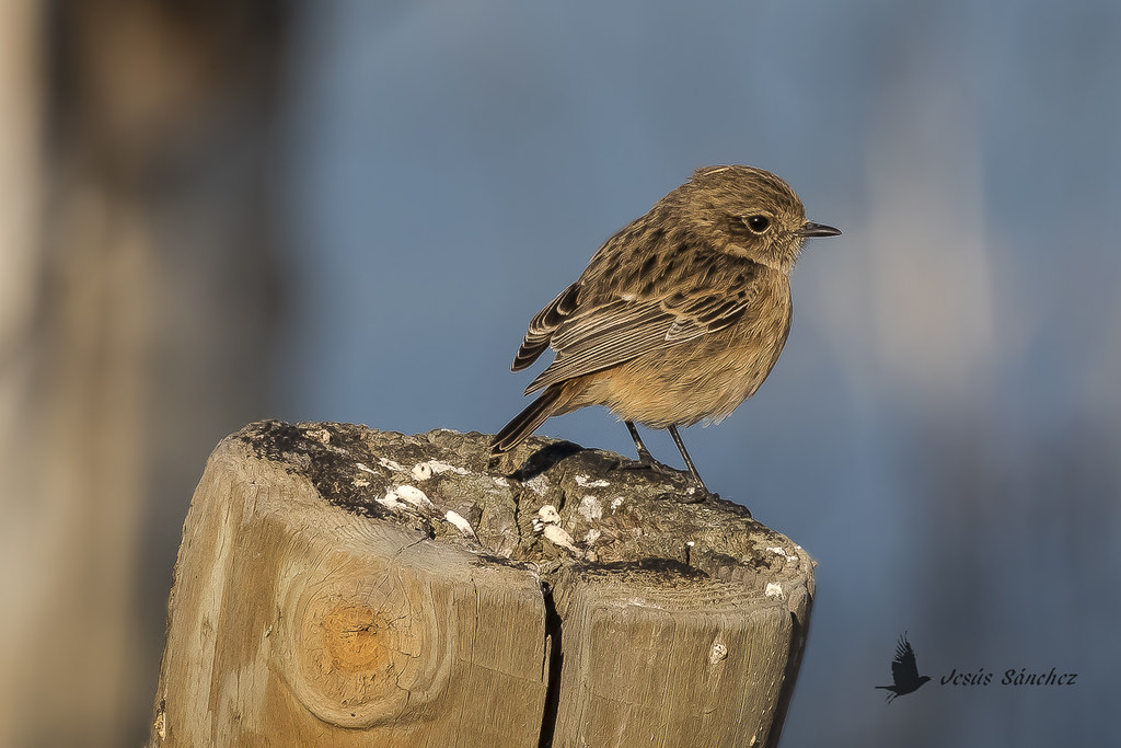 Tarabilla común hembra (Saxicola torquatus) | Parque natural… | Flickr
