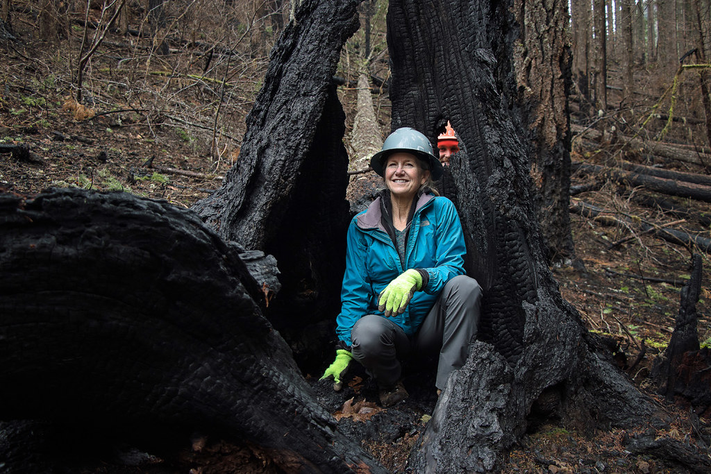 Volunteers in safety gear amid charred trees during post-wildfire trail restoration