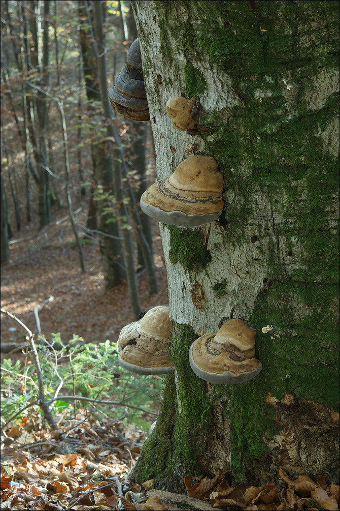 Fomes fomentarius (Tinder Bracket) on a mossy beech trunk in the Lower Trenta Valley, Julian Alps, Slovenia