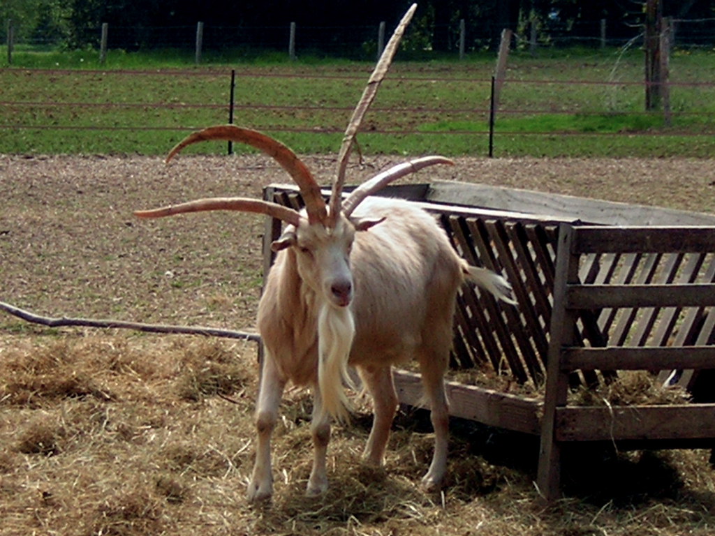 Four Horned Goat 0936