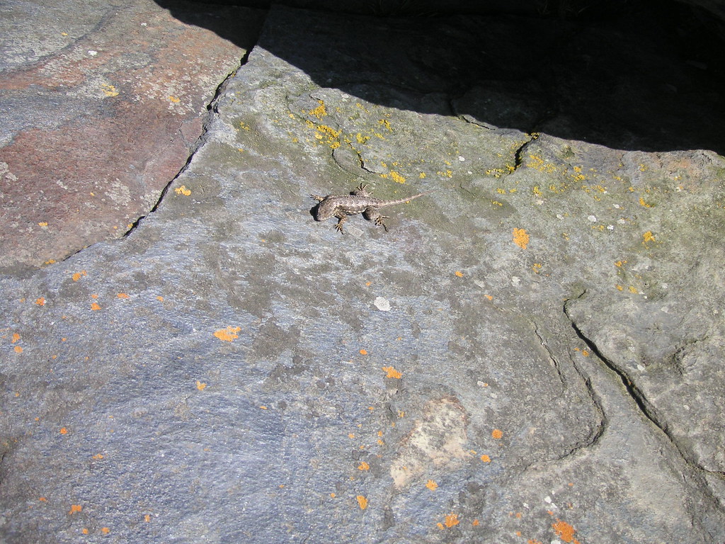 Lizard on the rock | Nathan Folkert | Flickr
