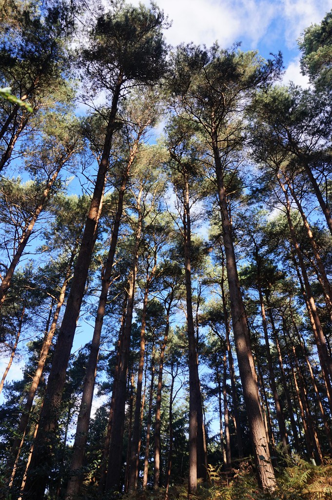 Pine trees by the South Downs Way 2