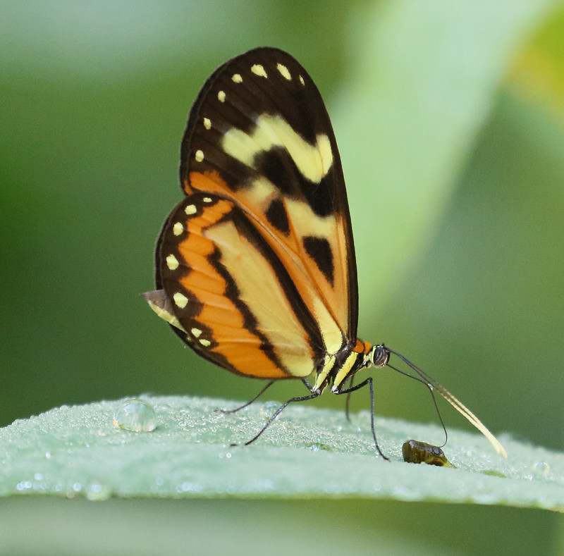 Butterflies from SE Brazil, November, 2018 | Flickr