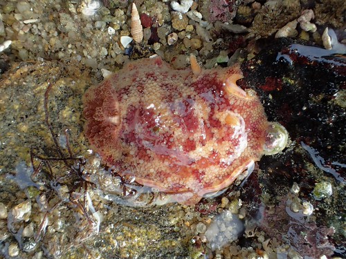 Doris pseudoargus -Citron de mer ou Doris citron - Sea lem… | Flickr