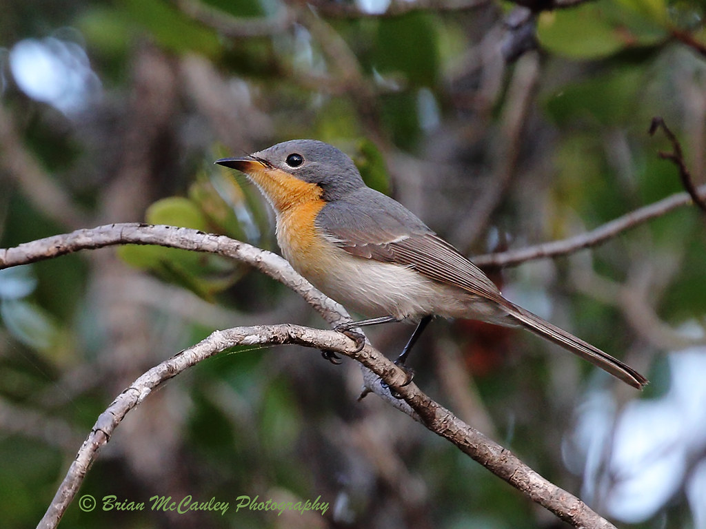 Broad-billed Flycatcher (Myiagra ruficollis) | HABITAT: Mang… | Flickr