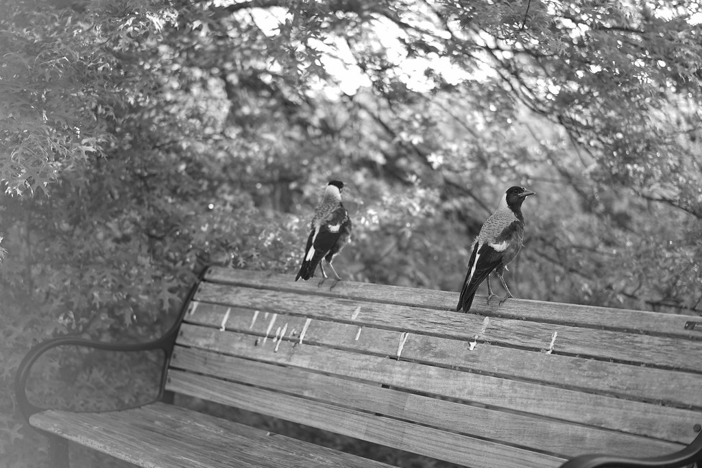 young australian magpies and their residence. | Serge Koz | Flickr