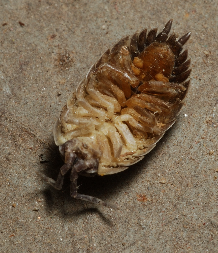 Dead Pill Bug - a photo on Flickriver
