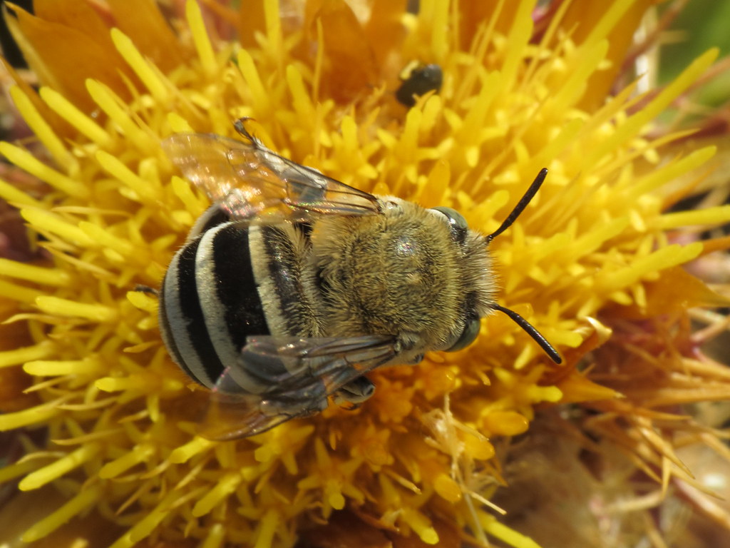Amegilla cf. albigena female (Apidae) | Simon Oliver | Flickr