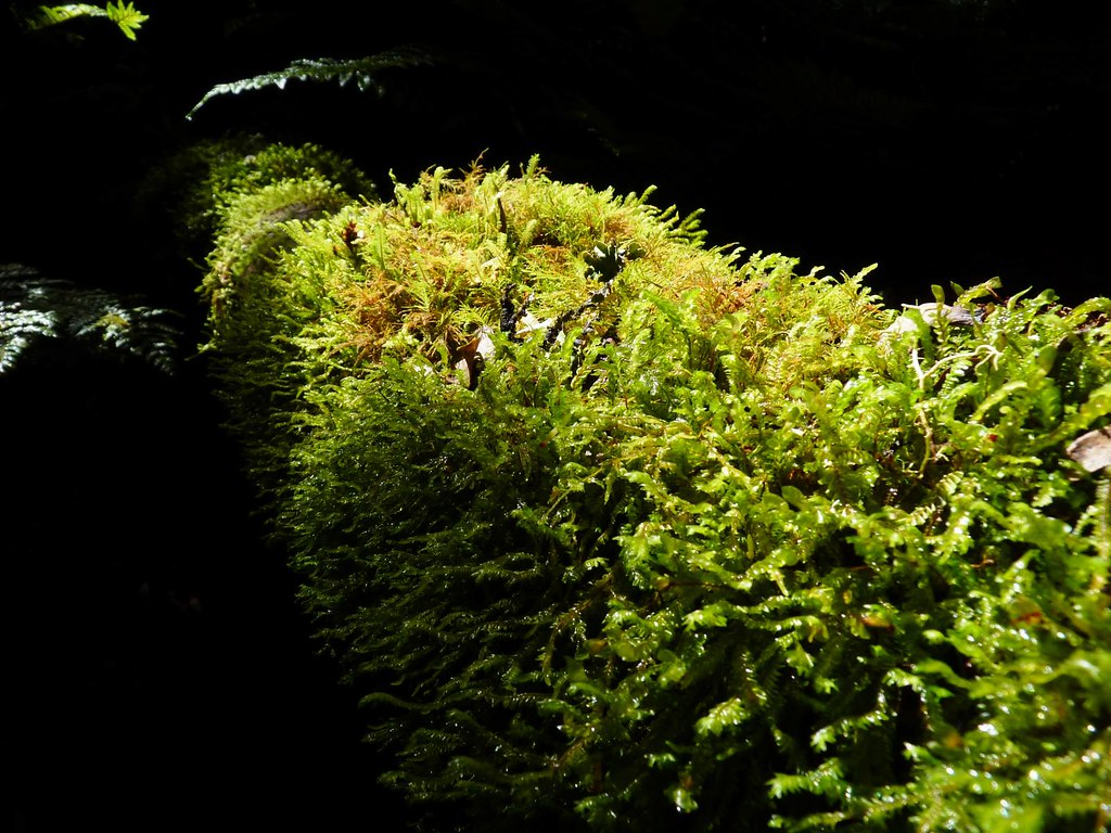 Plagiochilaceae - Plagiochila sp. | Isla Alejandro Selkirk | Flickr