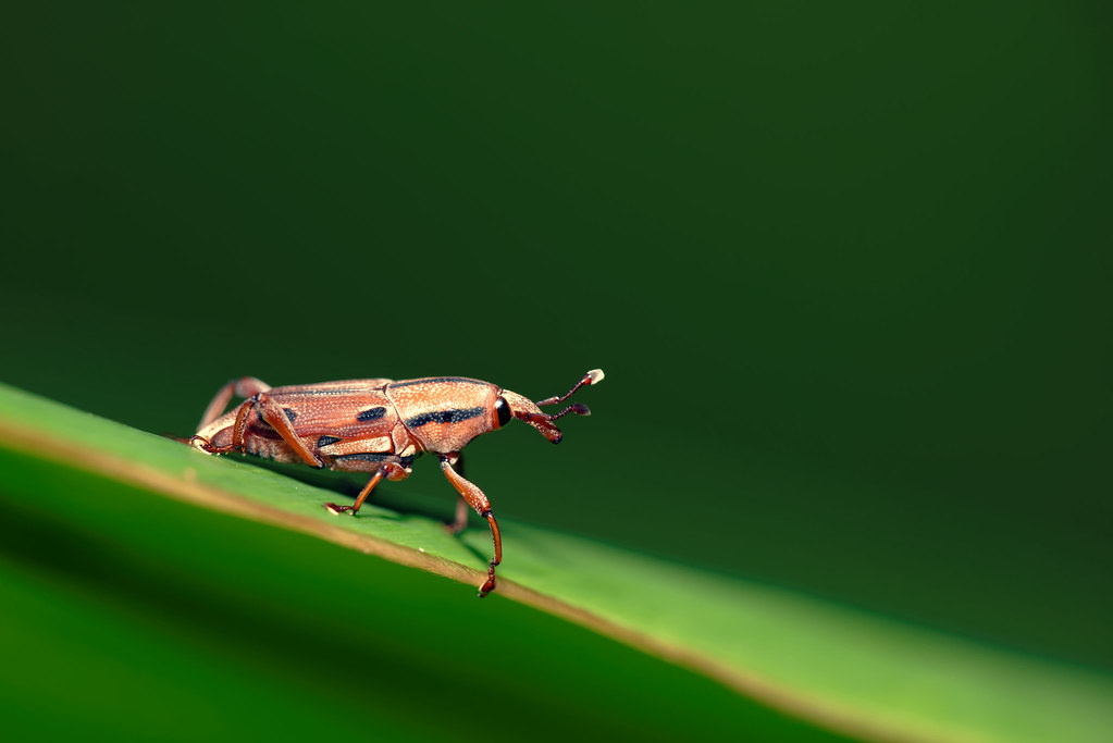 ND8_2456_DxO | Sphenocorynes ocellatus 四紋象鼻蟲 | draw it | Flickr