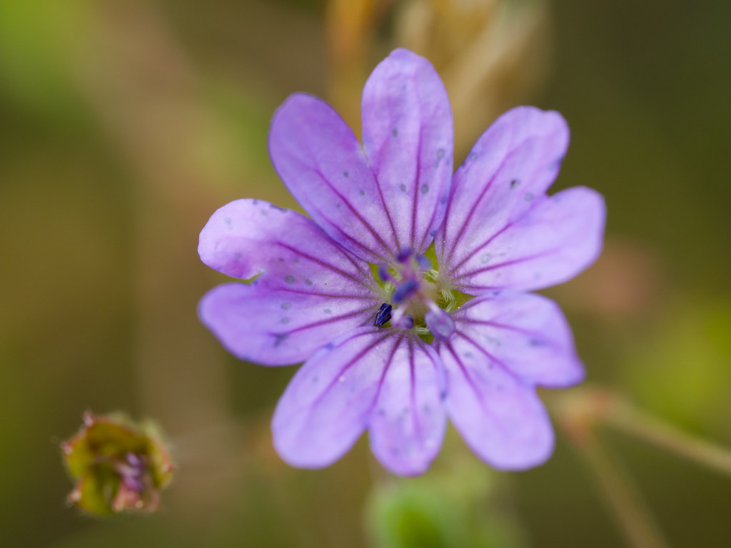 Macro close-up of violet-purple flower with delicate venation