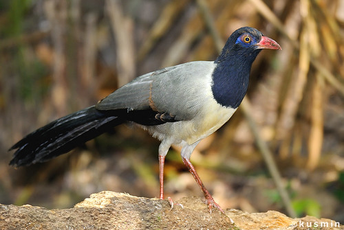 coral-billed ground cuckoo (carpococcyx renauldi) | khao yai… | Flickr