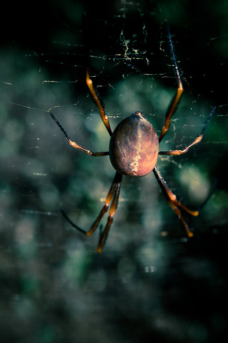 Mangrove Spider | Lawrie Mullins | Flickr