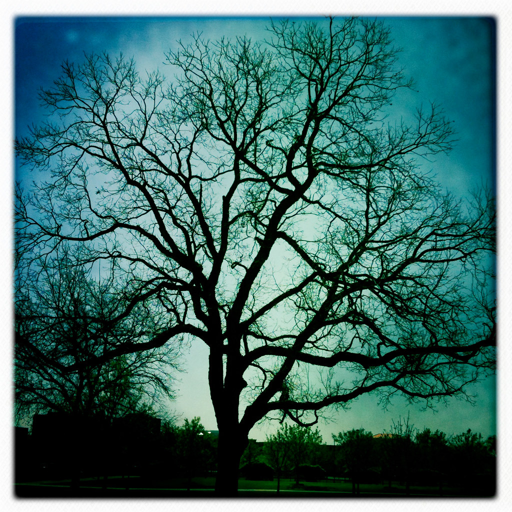 Addison Texas Circle Barren Oak Tree Park Dallas Suburb-53… | Flickr