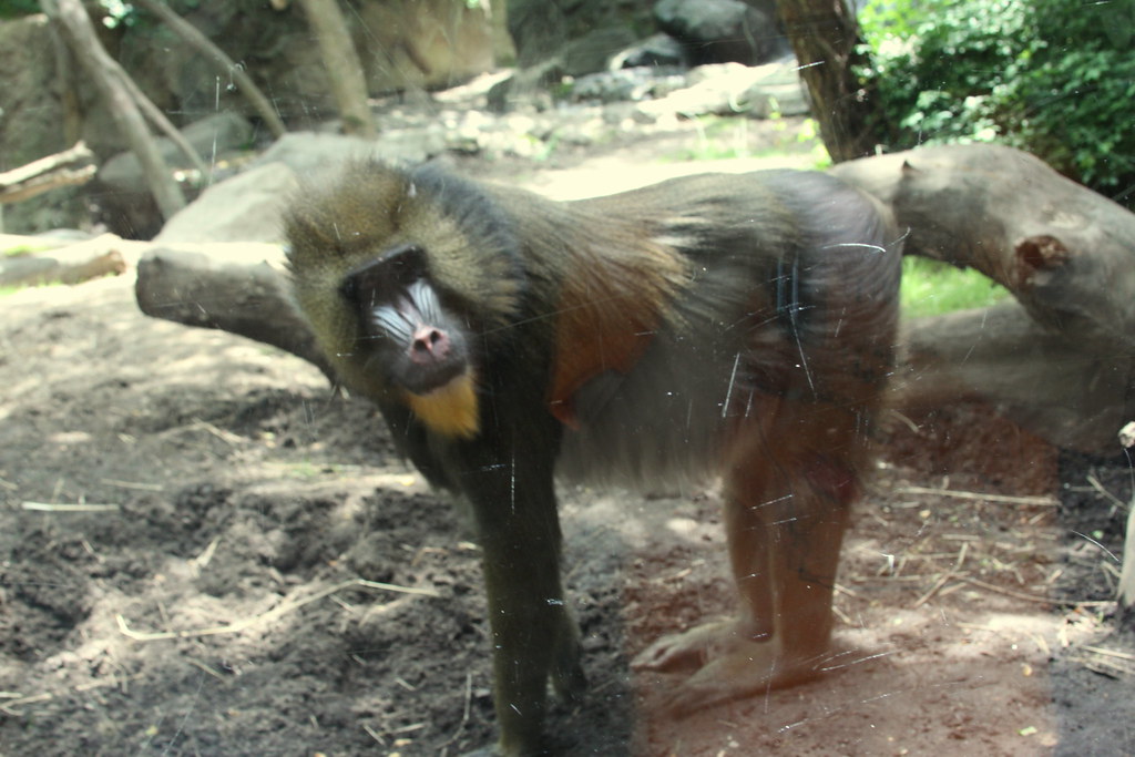 Mandrill (Female) | The mandrill (Mandrillus sphinx) is a pr… | Flickr