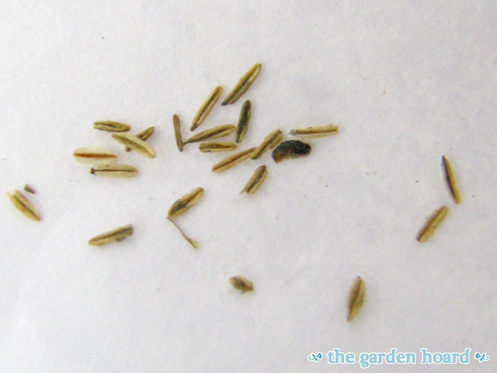 Honeysuckle Vine Seeds