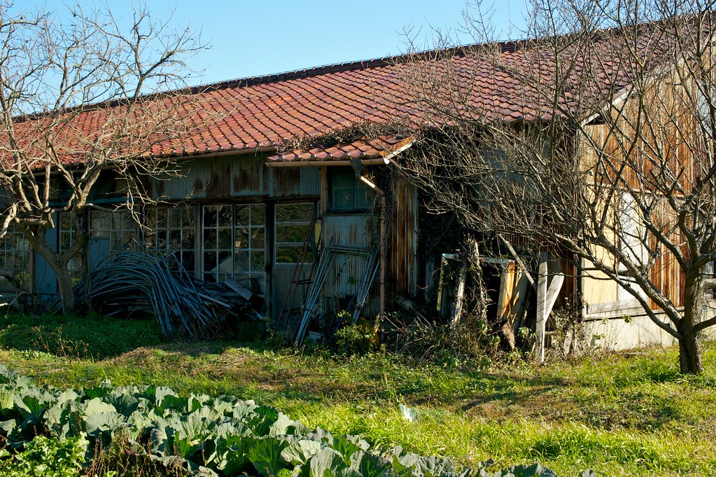 Red-Tiled Roof of an Abandoned Poultry Farm, Weathered Shed and Overgrown Yard