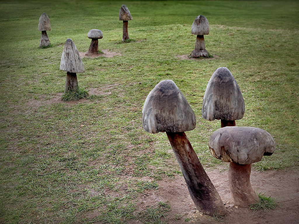 Wood mushrooms | Went for a walk around Needham Lake and cam… | Flickr