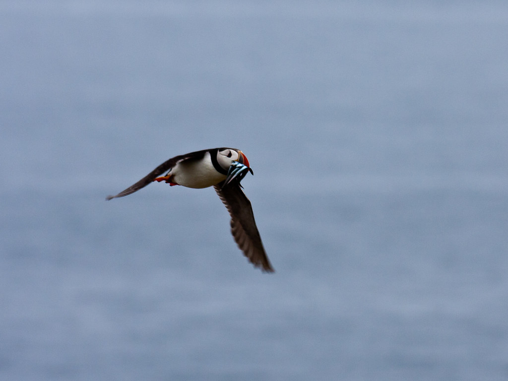 Atlantic puffin in mid-flight over the open blue sea, bright orange beak and feet.