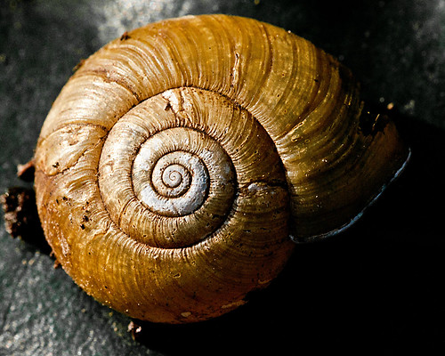 Empty Snail Shell | Found on the Forrest floor. | Mark Bergeron | Flickr