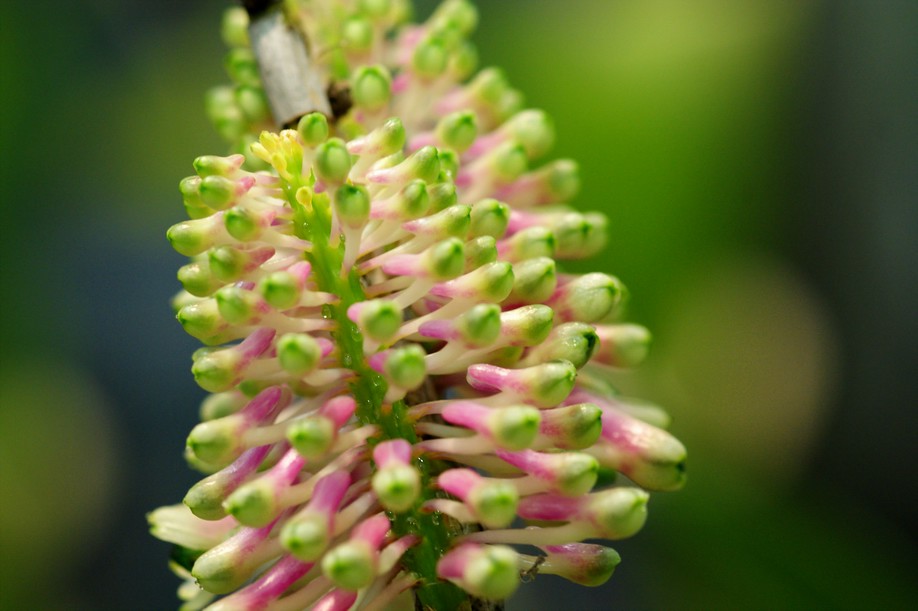 Dendrobium smilliae | 2011/1/28 京都府立植物園/Photo was taken in T… | Flickr