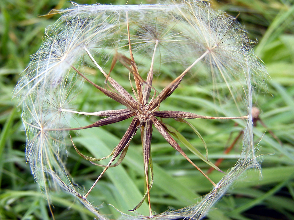 Pusteblume | Makro | Fotoexe | Flickr