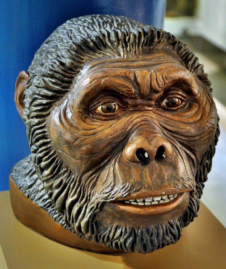 Paranthropus Robustus Reconstruction 5749