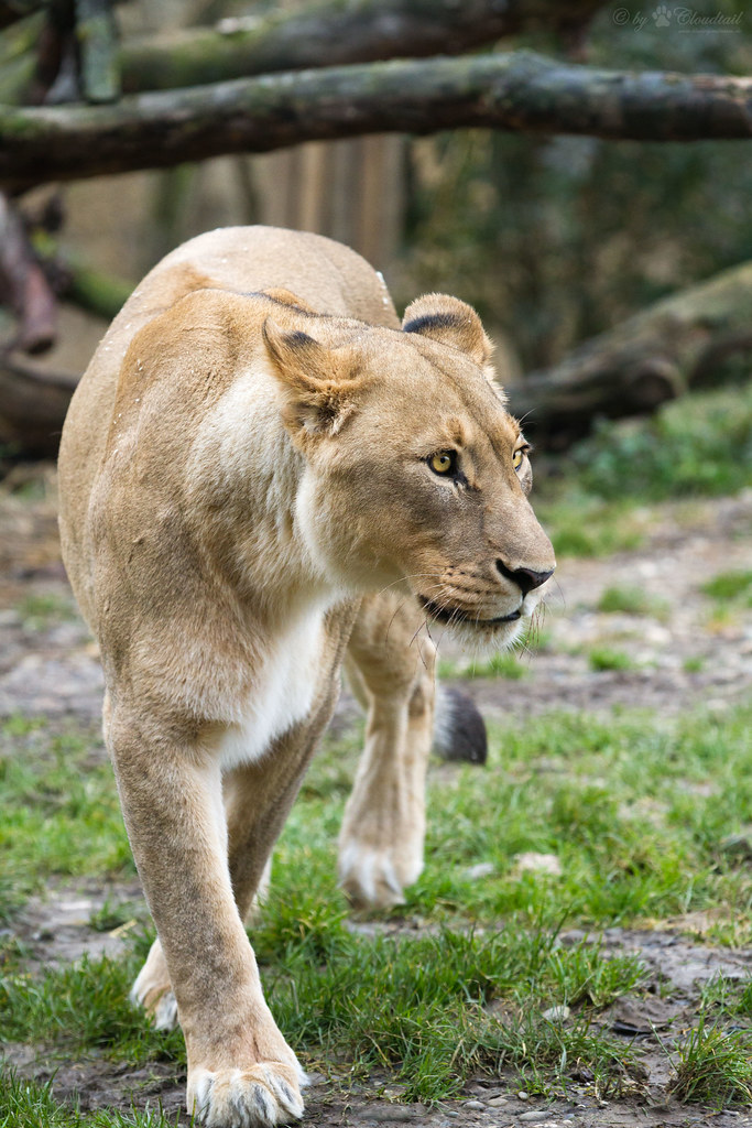 Lioness at Zoo Basel: poised, purposeful stride through a grassy enclosure