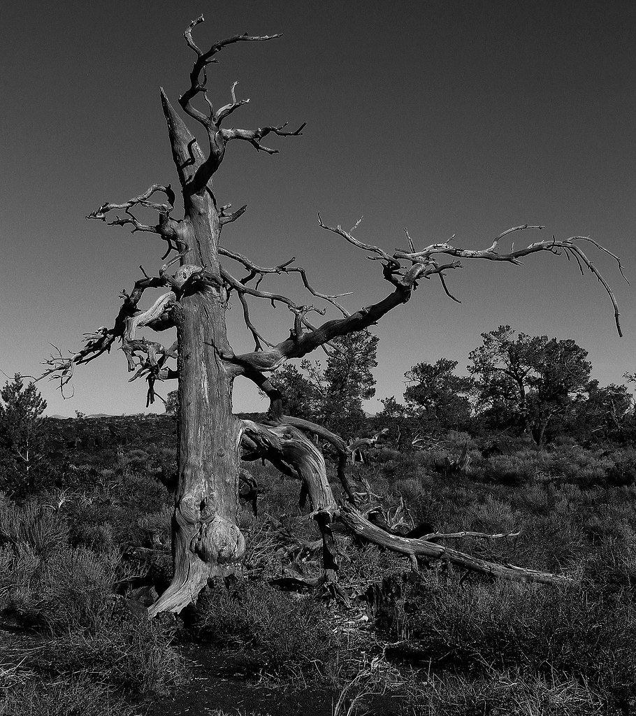 Desert Pine Skeleton at Craters of the Moon, Idaho: A Weathered Sentinel in Black and White