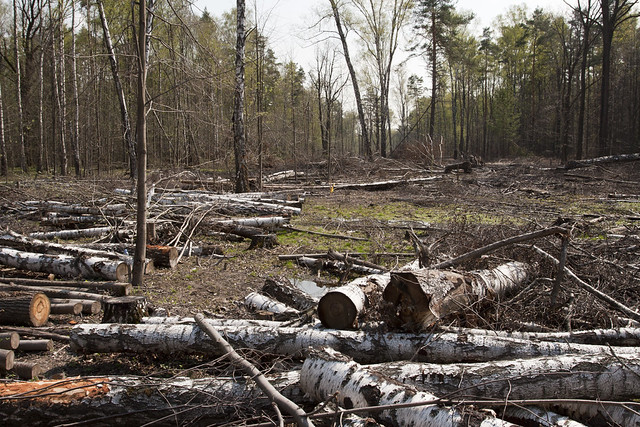 Wide-angle view of a forest clearing with felled birch logs and branches scattered, standing trees in the background under an overcast sky.