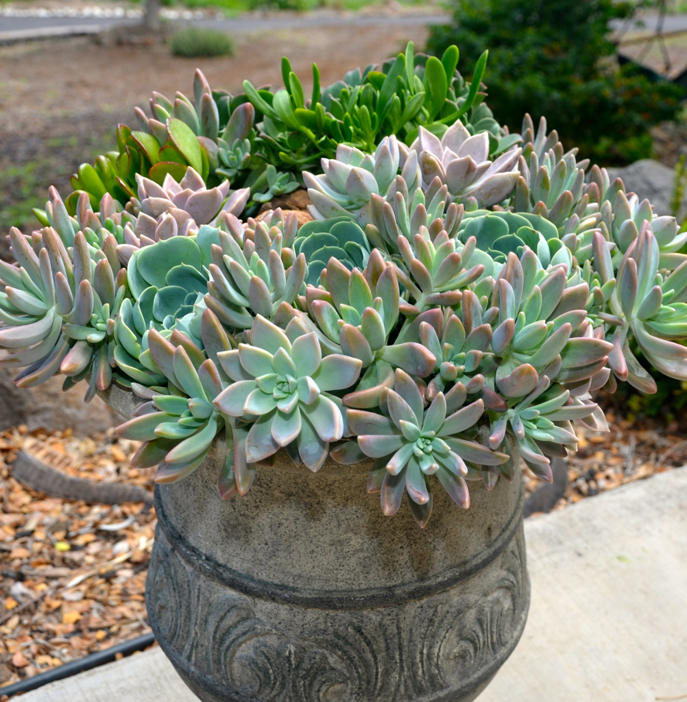 Echeveria rosettes in a weathered stone planter