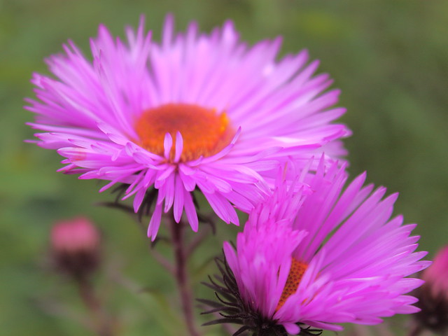 Close-up of pink knapweed (Centaurea sp.) blossoms with orange centers, two flowers in sharp focus against a softly blurred garden background