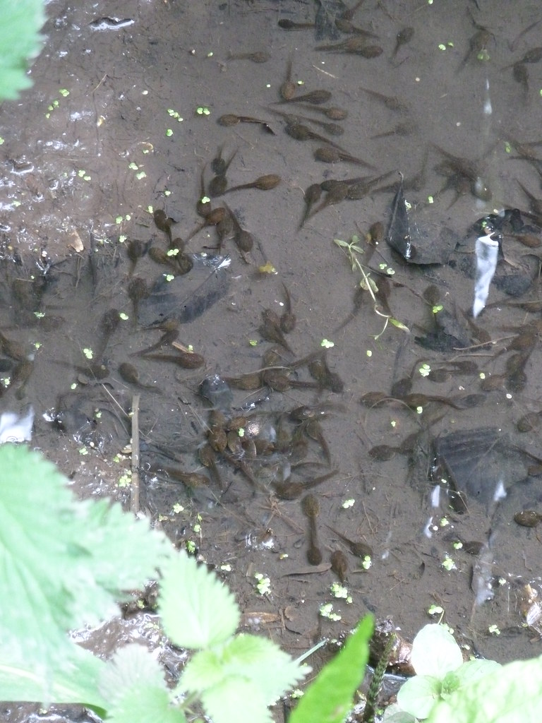 A walk from Mow Cop in Staffordshire ~ May 2011. | Charlie Wildgoose ...