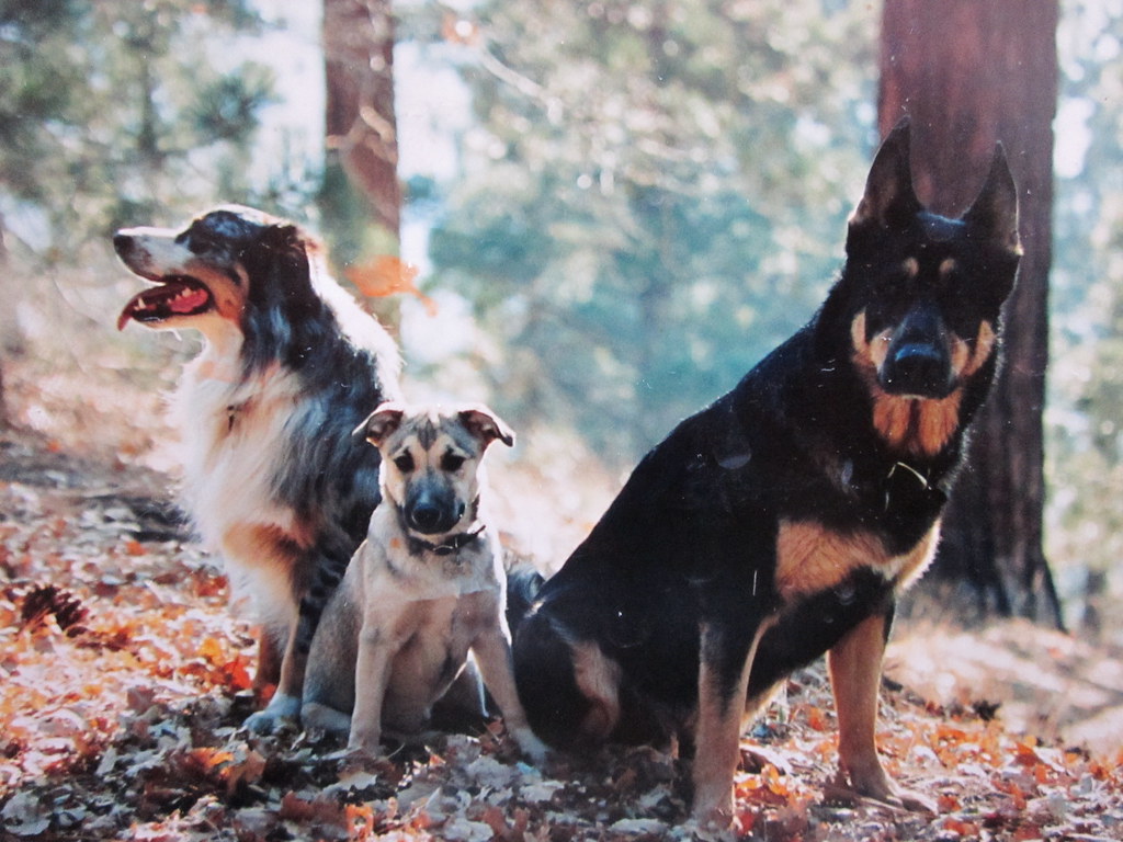 Reminiscing 2 | Casey, Leah & Ben - My trio of wonder canine… | Flickr