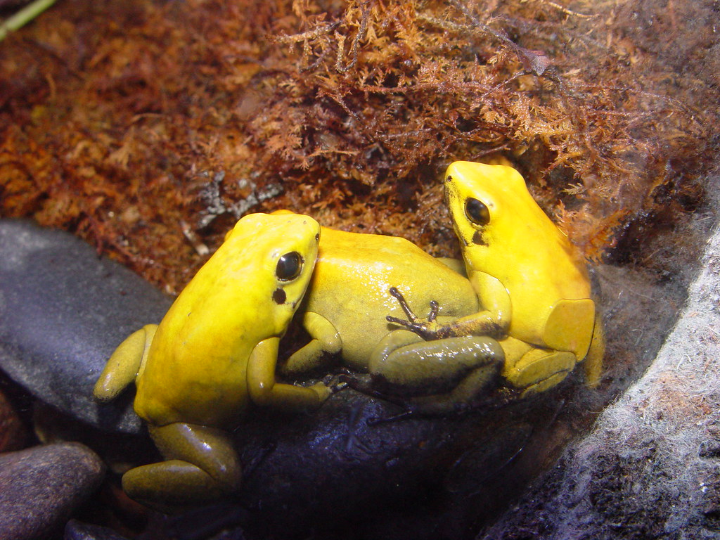 FROGS | Poison Dart Frogs. In nature, exotic skin patterns a… | Flickr