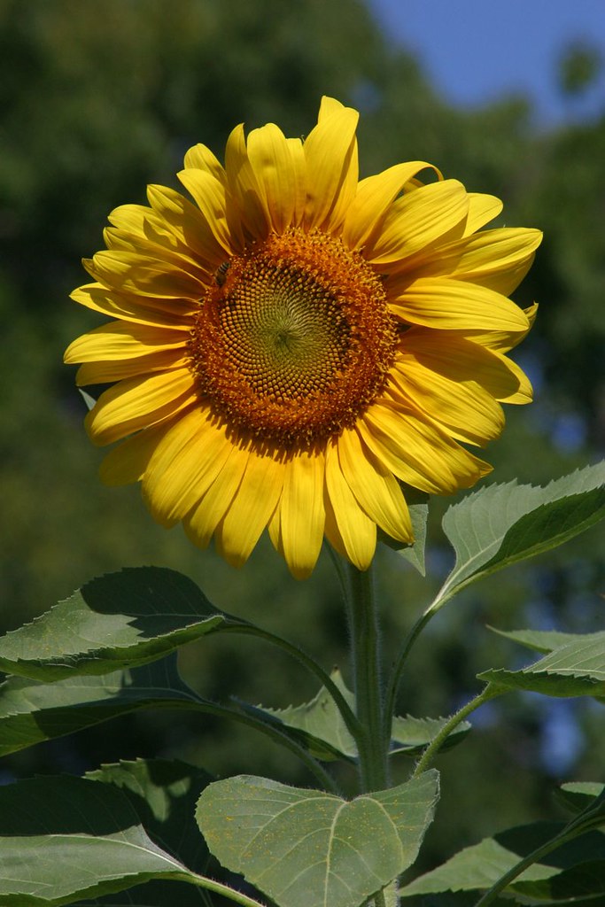 Big Fat Beautiful Sunflower - a photo on Flickriver