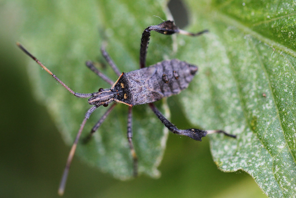 Western Leaf Footed Bug Western Leaf Footed Bug Leptogloss Flickr 5935