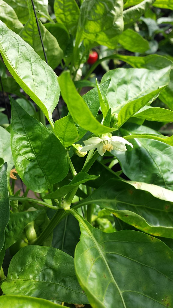 Sweet Pepper F1 Goliath | Goliath F1 in greenhouse Jarabacoa… | Flickr