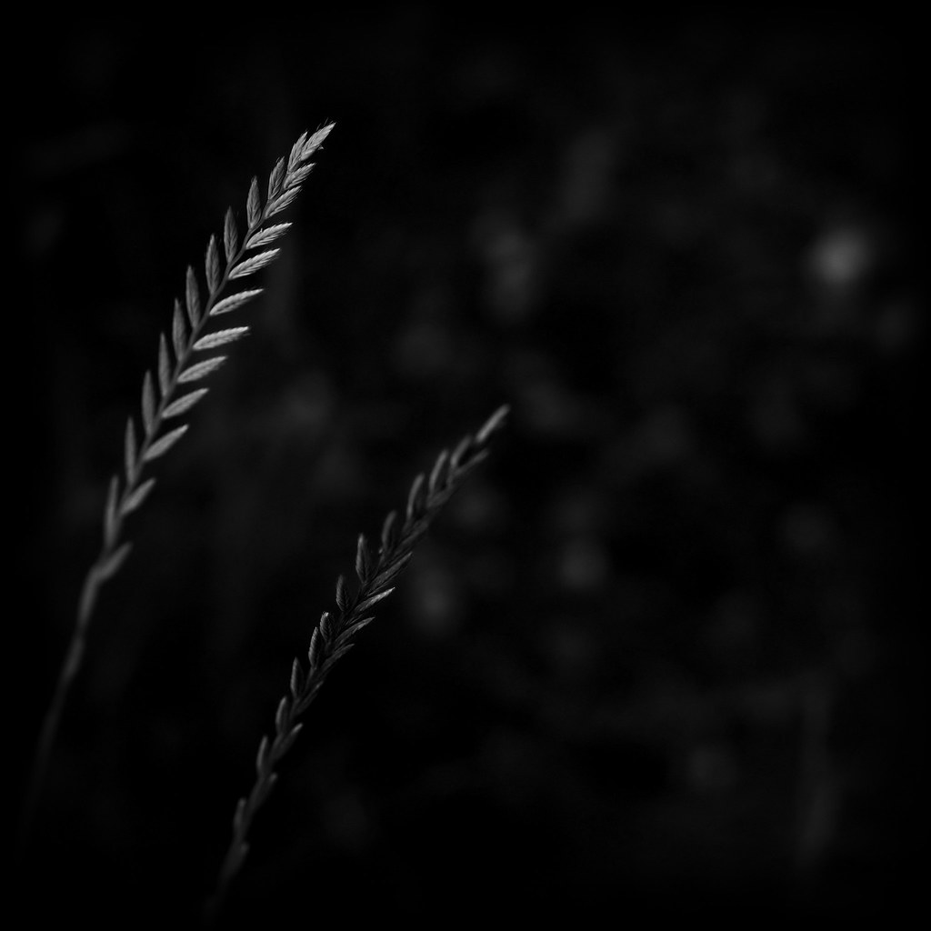 Monochrome close-up of grass seed heads against a dark, blurred background