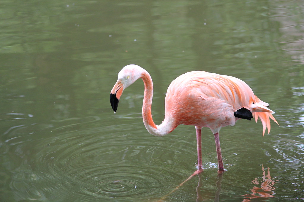 Greater flamingo in Tiergarten Nürnberg Zoo: wading in a tranquil pond